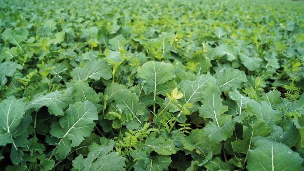 Neues Begleitpflanzenkonzept für den Raps - Pfluglos