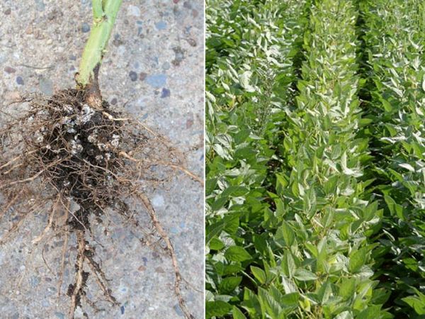 Leguminosen: So gelingt die Knöllchenbildung - Pfluglos