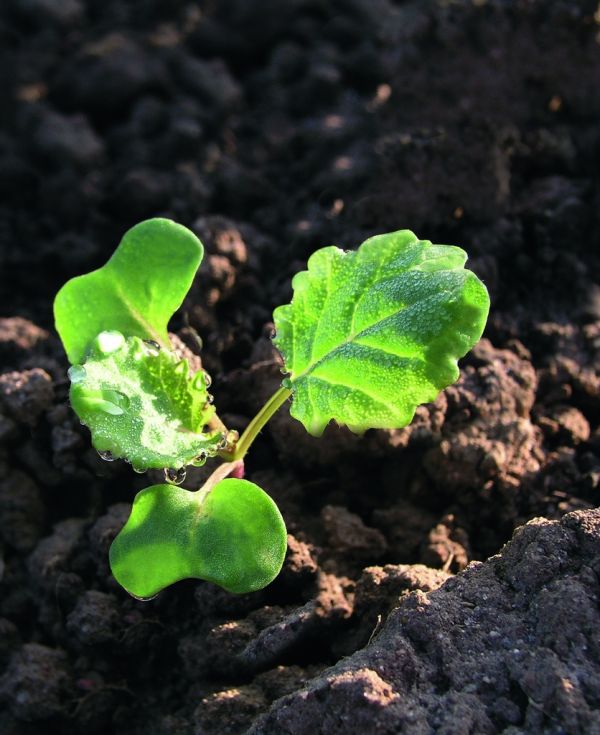 Warum wird der Raps im Herbst violett? - Pfluglos