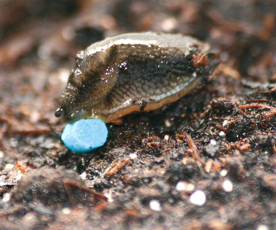 Schneckenköder mit Lockstoff - Pfluglos